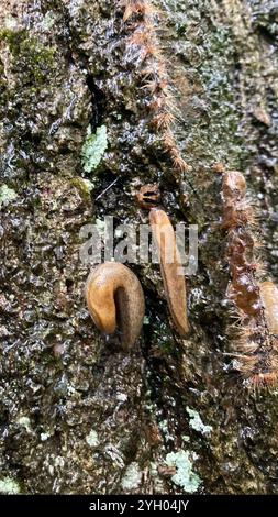 Western Dusky Slug (Arion subfuscus Stock Photo - Alamy