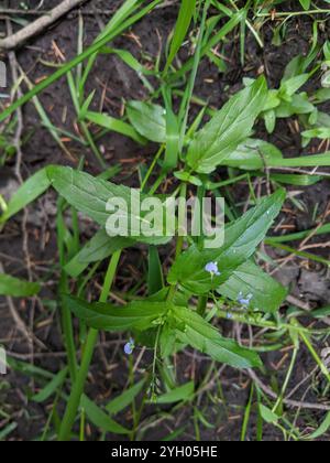 American brooklime (Veronica americana Stock Photo - Alamy