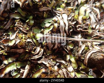 Hemisphaeric Liverwort (Reboulia hemisphaerica Stock Photo - Alamy