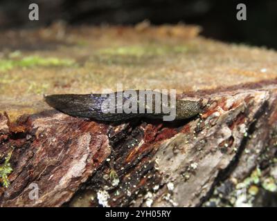 Taildropper Slugs (Prophysaon Stock Photo - Alamy