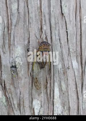 Olympic Scrub Cicada - Diceroprocta olympusa - Has the most extensive ...