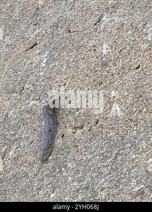 Dobsonflies and Fishflies (Corydalidae Stock Photo - Alamy