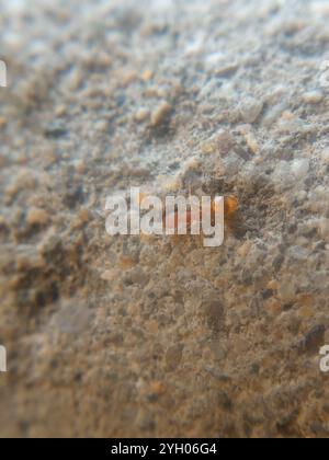 Acorn Ants and Allies (Temnothorax Stock Photo - Alamy