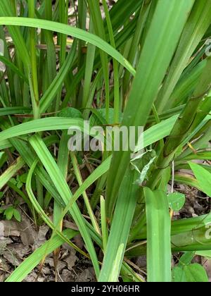 Dark Green Bulrush Complex (Scirpus atrovirens Stock Photo - Alamy