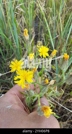 Tapertip Hawksbeard (Crepis acuminata Stock Photo - Alamy