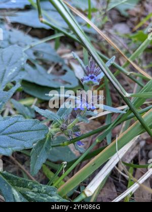 Austral Bugle (Ajuga australis Stock Photo - Alamy