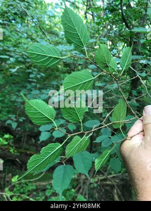 Texas mulberry (Morus microphylla Stock Photo - Alamy