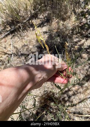 basalt milkvetch (Astragalus filipes Stock Photo - Alamy