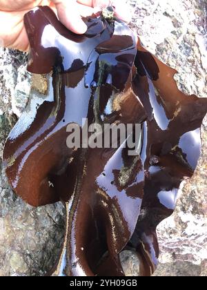 splendid iridescent seaweed (Mazzaella splendens) Plantae Stock Photo ...
