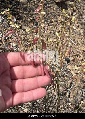 basalt milkvetch (Astragalus filipes Stock Photo - Alamy