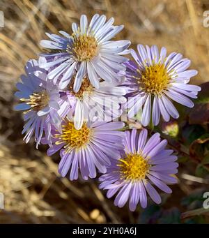 Pacific Aster (Symphyotrichum chilense Stock Photo - Alamy