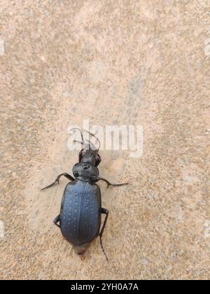 Black Caterpillar Hunter (Calosoma sayi Stock Photo - Alamy