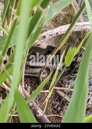Tessellated Water Snake (Natrix tessellata Stock Photo - Alamy