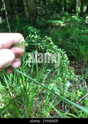 Clustered Fescue (Festuca paradoxa Stock Photo - Alamy