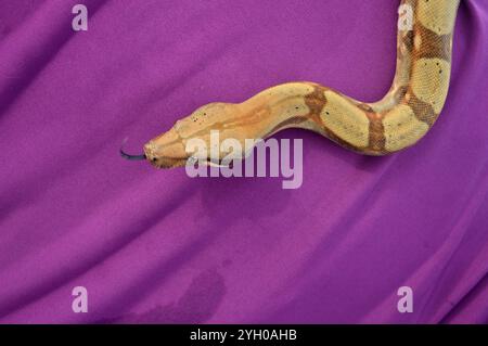 phyton snake on the purple cloth Stock Photo - Alamy