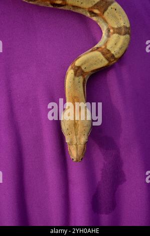 phyton snake on the purple cloth Stock Photo - Alamy