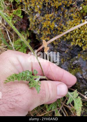 American wild carrot (Daucus pusillus), Plantae, Fort Ord National ...