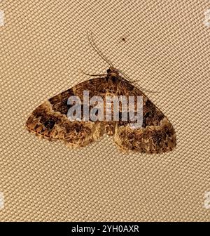 Grand Rivulet Moth (Martania grandis Stock Photo - Alamy