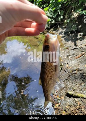 Fallfish (Semotilus corporalis Stock Photo - Alamy