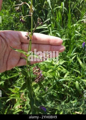 European swallow-wort (Vincetoxicum rossicum) Plantae Stock Photo - Alamy