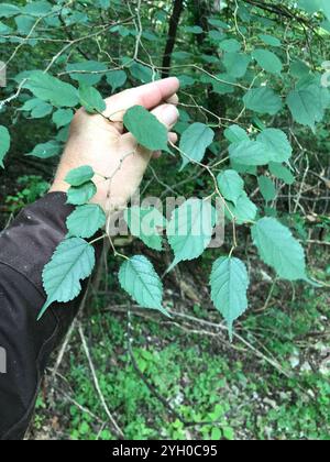 Texas mulberry (Morus microphylla Stock Photo - Alamy