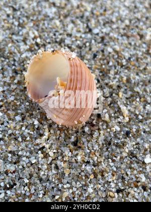 Channeled Basket Snail (Caesia fossata Stock Photo - Alamy