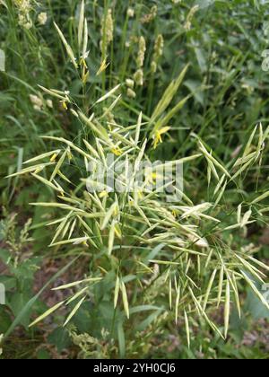 Smooth Brome (Bromus inermis Stock Photo - Alamy