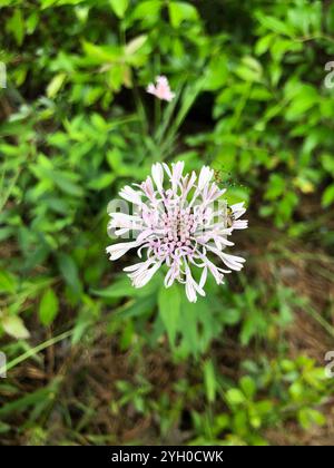 Broadleaf Barbara's-buttons (Marshallia trinervia Stock Photo - Alamy