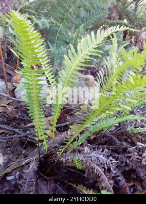 Fishbone water-fern (Blechnum nudum), Plantae, Wilsons Promontory ...