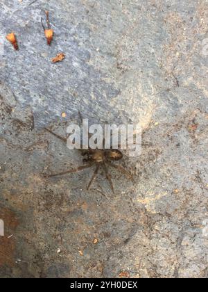 South American Toothed Hacklemesh Weaver (Metaltella simoni Stock Photo ...