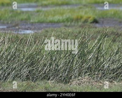 Short-leaved Malacea Galingale (Cyperus malaccensis monophyllus Stock ...