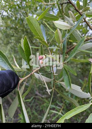 Willow Apple Gall Sawfly (Euura californica Stock Photo - Alamy