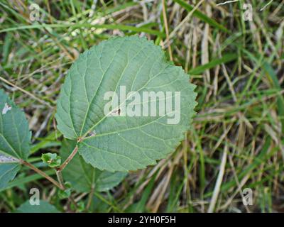 Round-Leaved Wild-Mulberry (Trimeria grandifolia grandifolia Stock ...