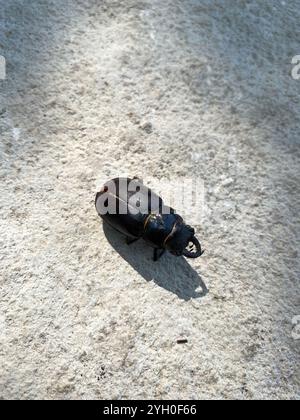 Smooth Stag Beetle (Lucanus placidus Stock Photo - Alamy