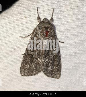Powdered Dagger (Acronicta impleta Stock Photo - Alamy