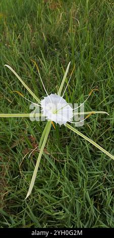 Alligator lily (Hymenocallis palmeri Stock Photo - Alamy