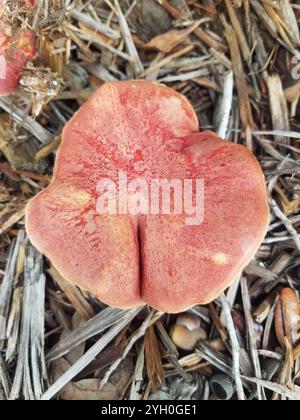 Ruby Bolete (Hortiboletus rubellus Stock Photo - Alamy