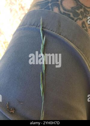 Roemer's Fescue (Festuca roemeri Stock Photo - Alamy