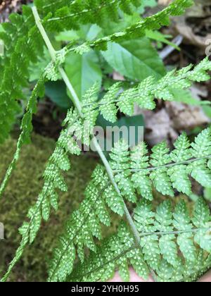 intermediate wood fern (Dryopteris intermedia Stock Photo - Alamy