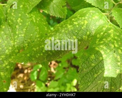 Hackberry Blister Gall Psyllid (Pachypsylla celtidisvesicula Stock ...