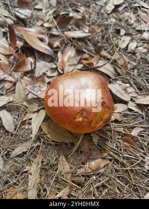 Butter Boletes (Butyriboletus Stock Photo - Alamy