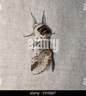 Zigzag Furcula Moth (Furcula scolopendrina Stock Photo - Alamy