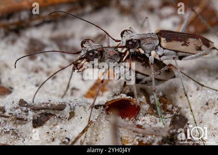 Ellipsoptera hirtilabris - Moustached Tiger Beetle - silver white grey ...