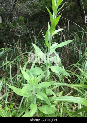 velvetweed (Oenothera curtiflora Stock Photo - Alamy