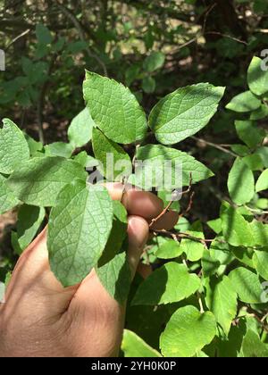 netleaf hackberry (Celtis reticulata Stock Photo - Alamy