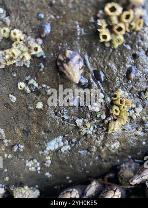 Shield Limpet (Lottia pelta Stock Photo - Alamy