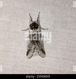 Zigzag Furcula Moth (Furcula scolopendrina Stock Photo - Alamy