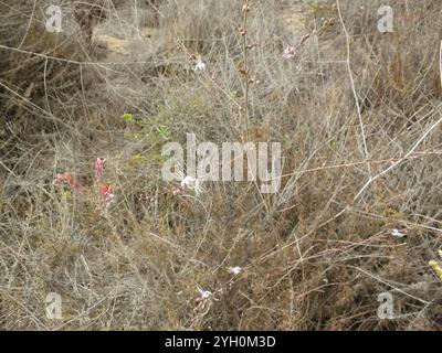 small-flowered soaproot (Hooveria parviflora Stock Photo - Alamy
