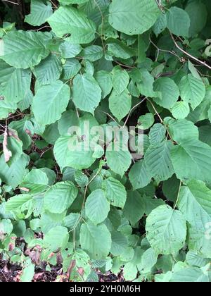 American hazelnut (Corylus americana Stock Photo - Alamy