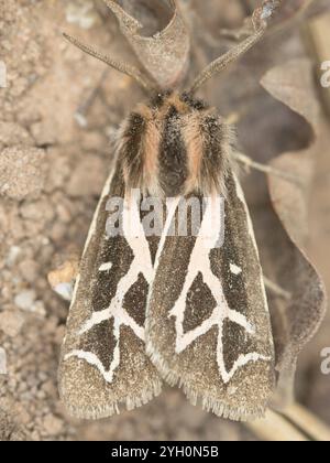 Williams' Tiger Moth (Apantesis williamsii) Insecta Stock Photo - Alamy